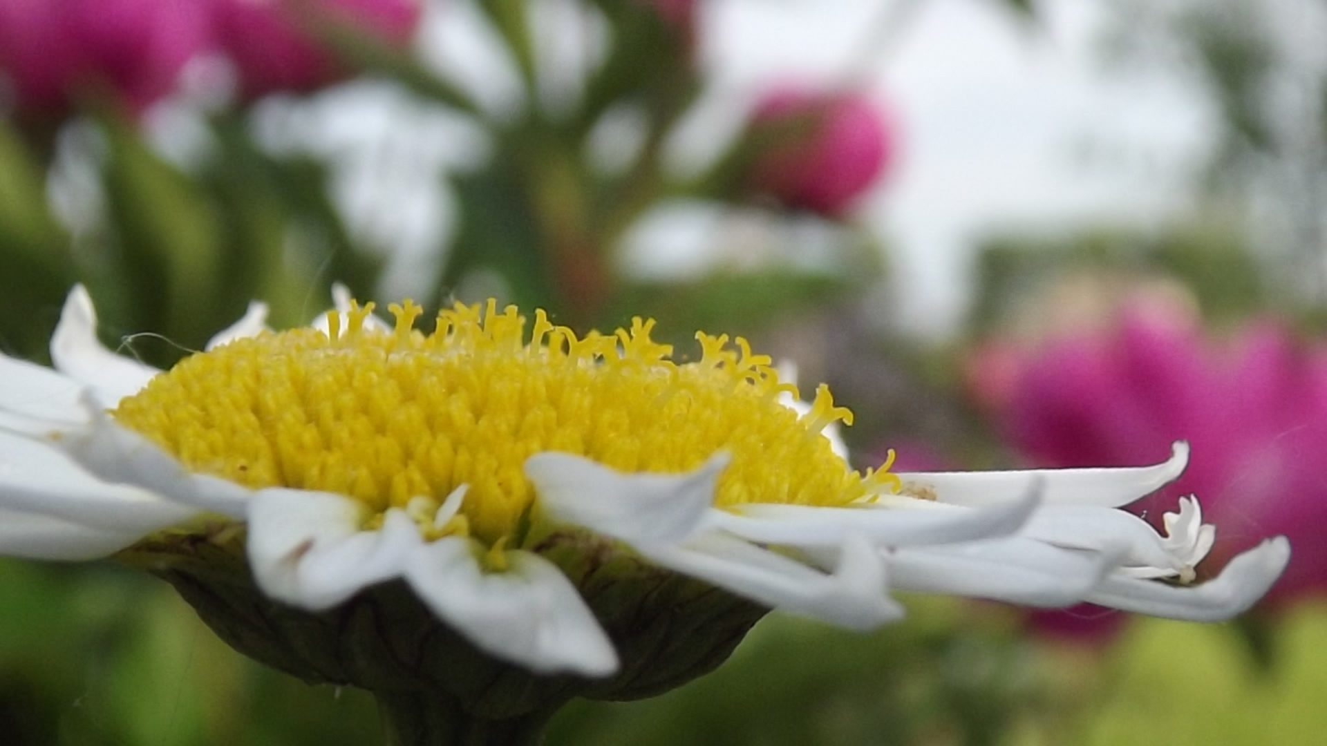 The Tabernacle Chapter 7: The Candlestick | Advent Bible Study